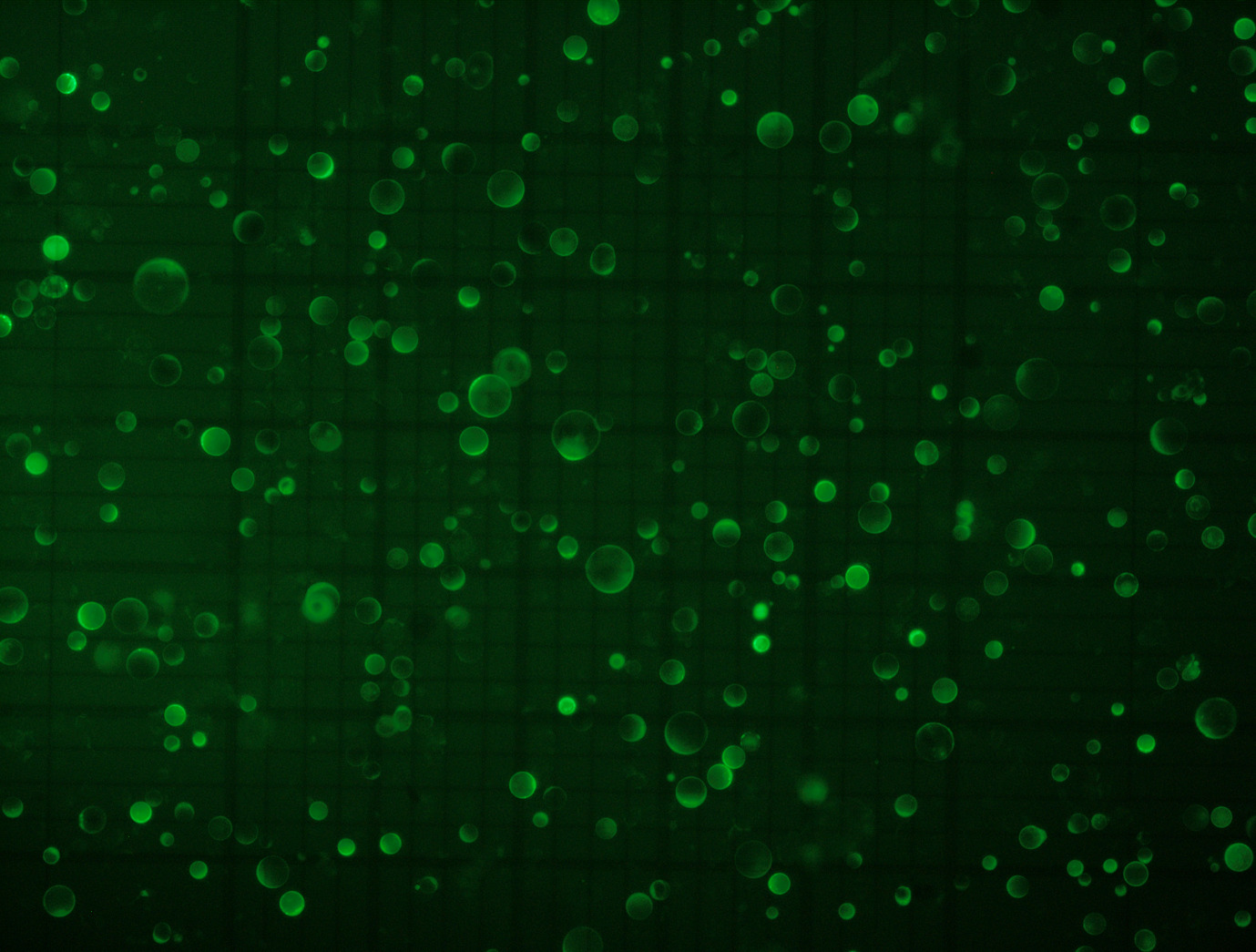 A year at Cranfield - Cranfield University Blogs